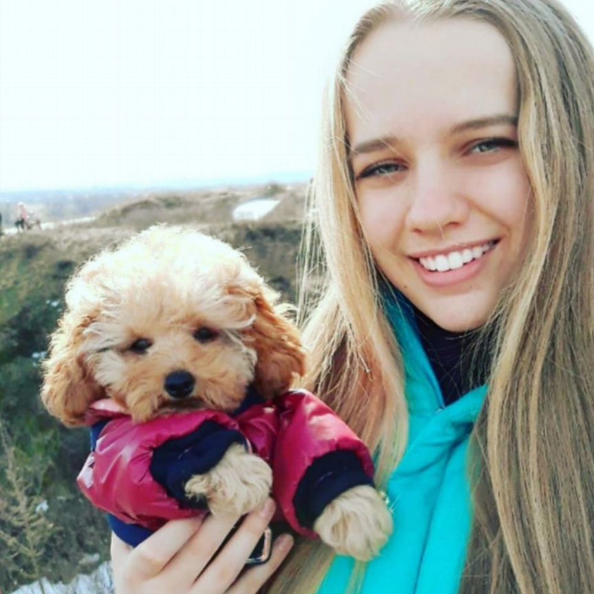 Щенки той-пудель РКФ