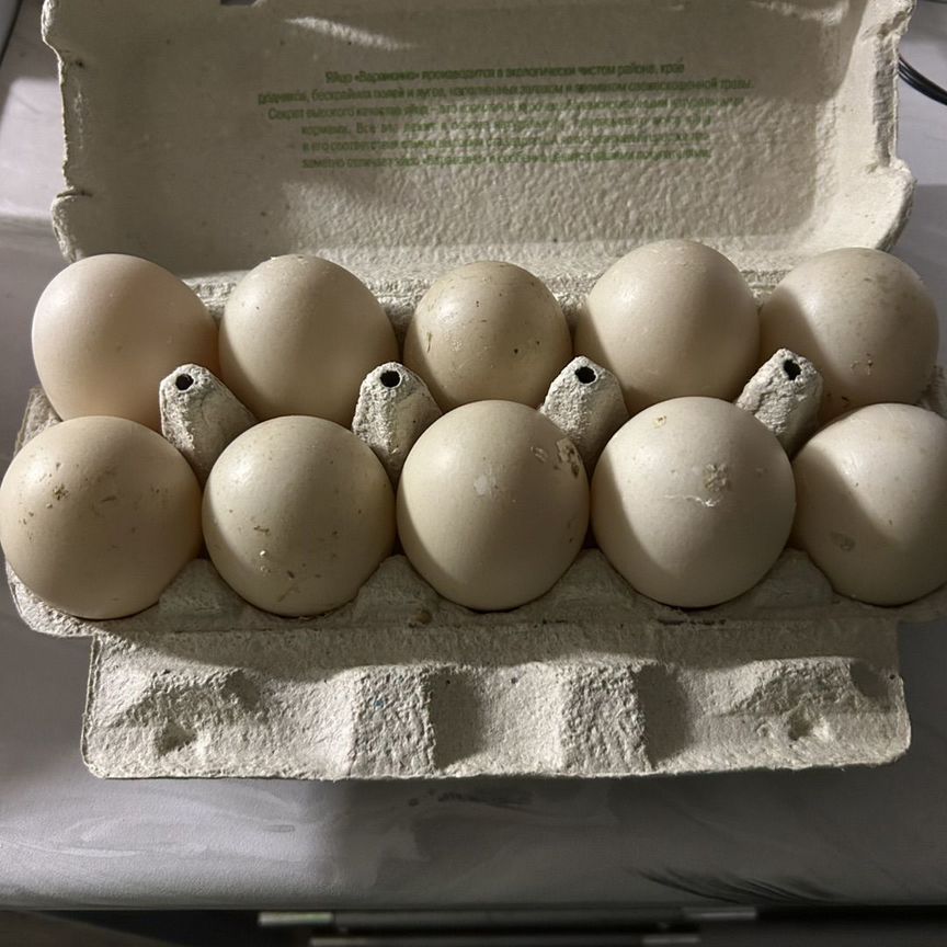 Утиные яйца