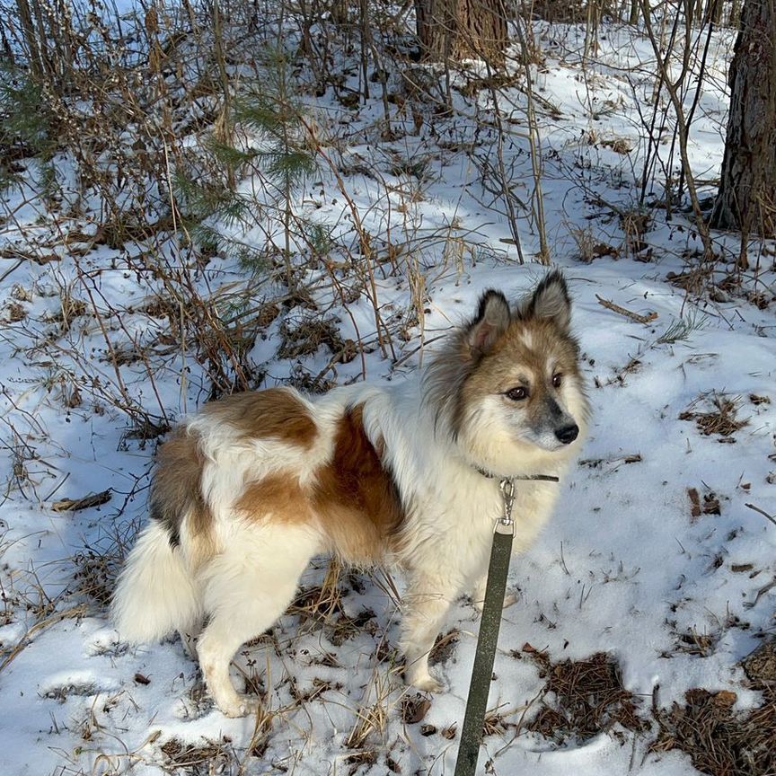 Собачка в добрые руки