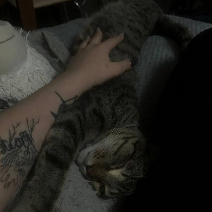 Взрослый кот в добрые руки