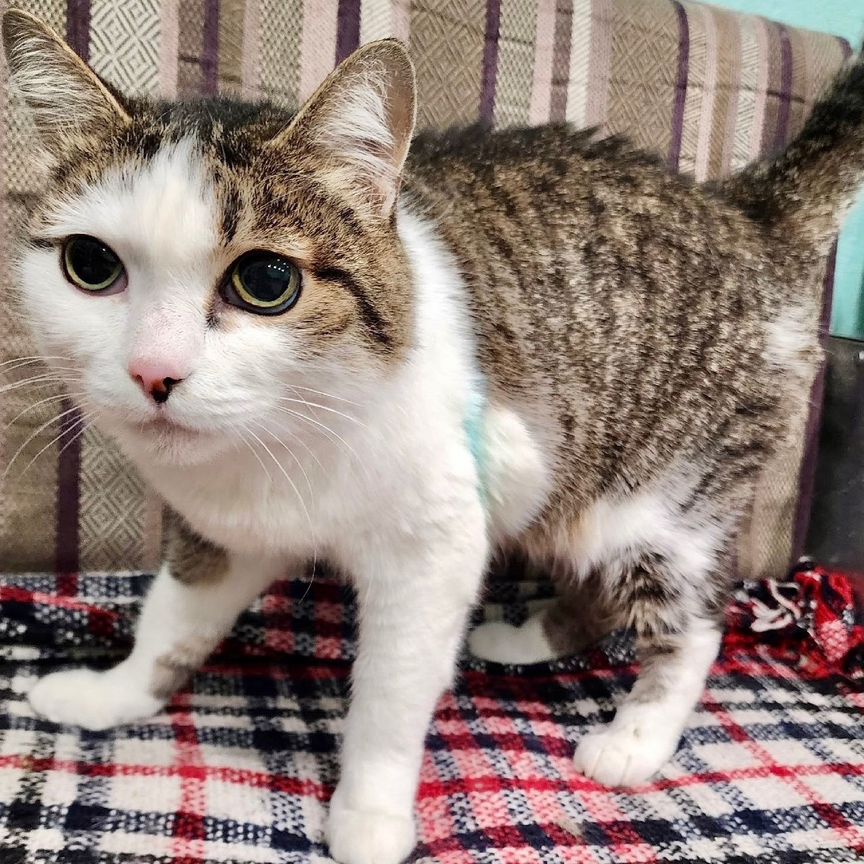 Британская короткошёрстная, взрослая кошка