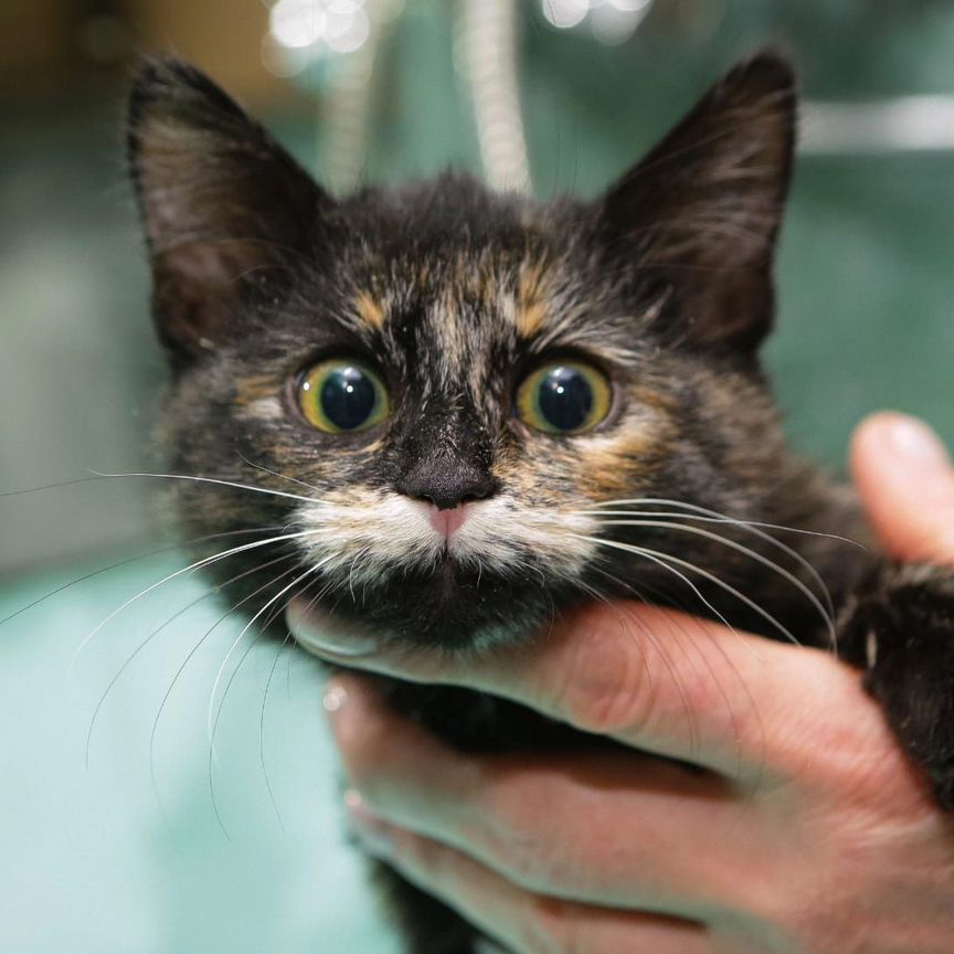 Котенок девочка 3 мес