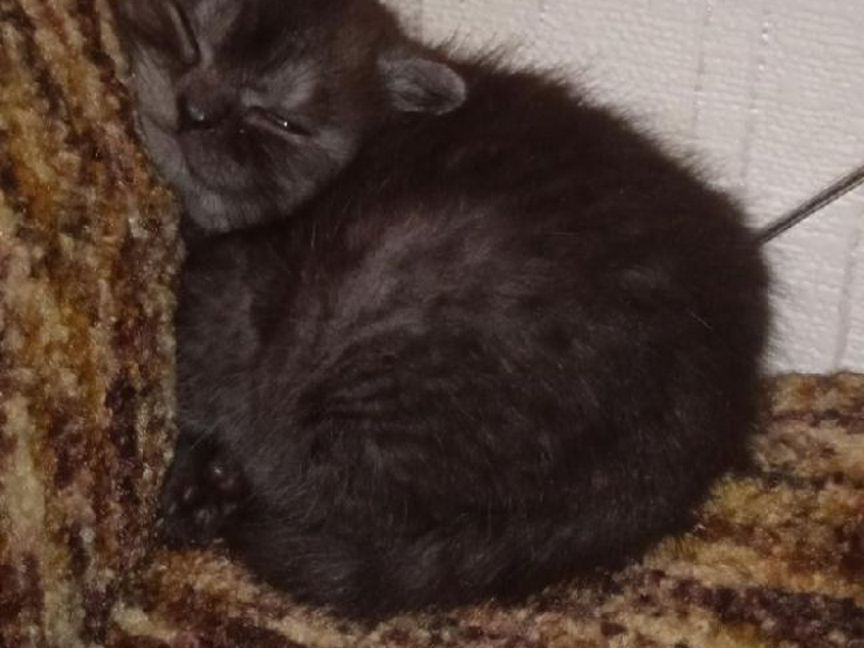 Шотландская кошка