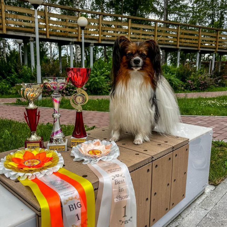 Вязка папийон