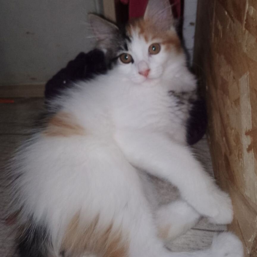 Турецкая ангора котёнок