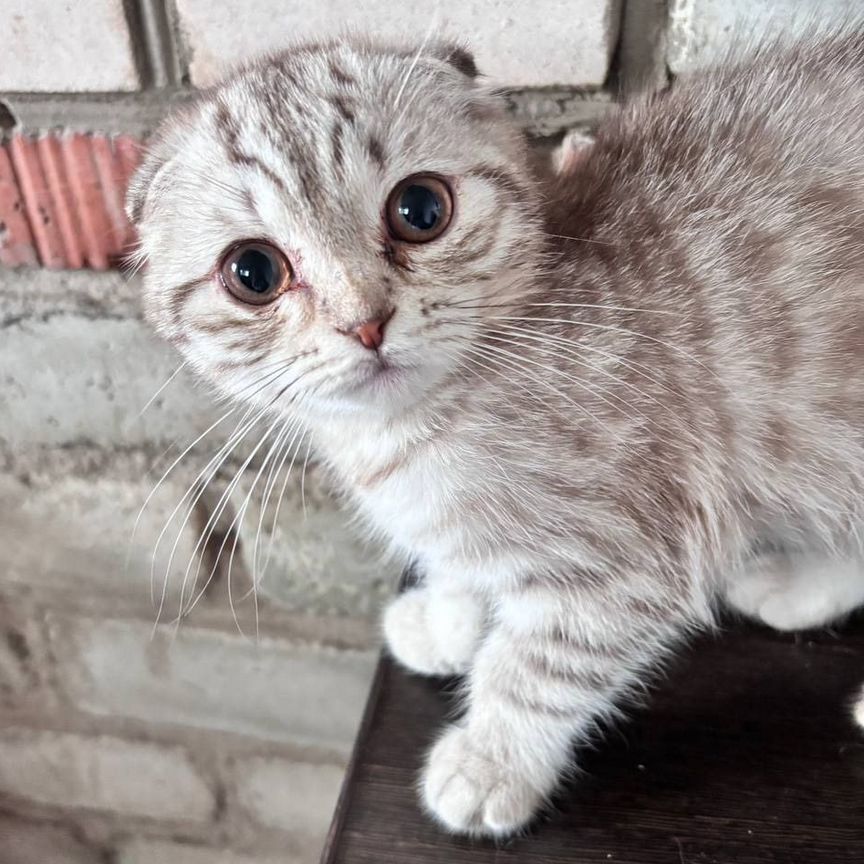 Шотландская вислоухая девочка котенок