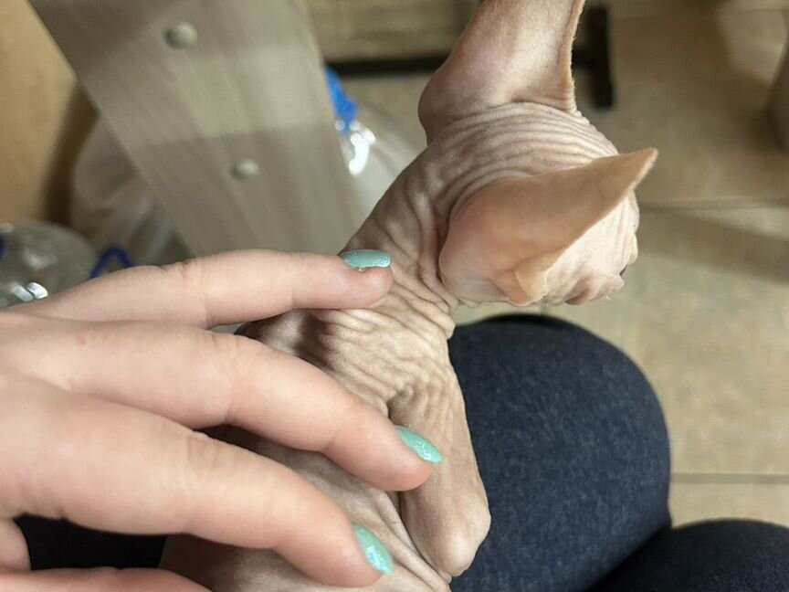 Котенок