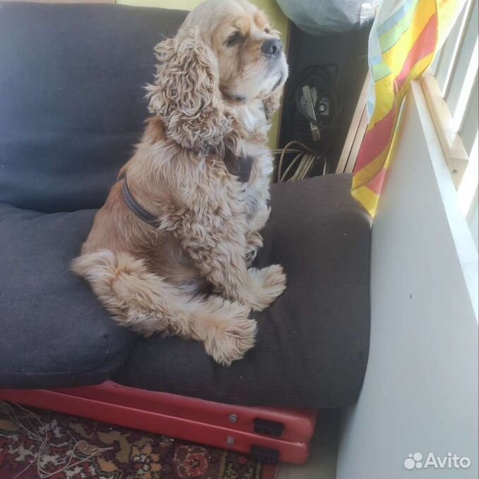 Кокер спаниель вязка