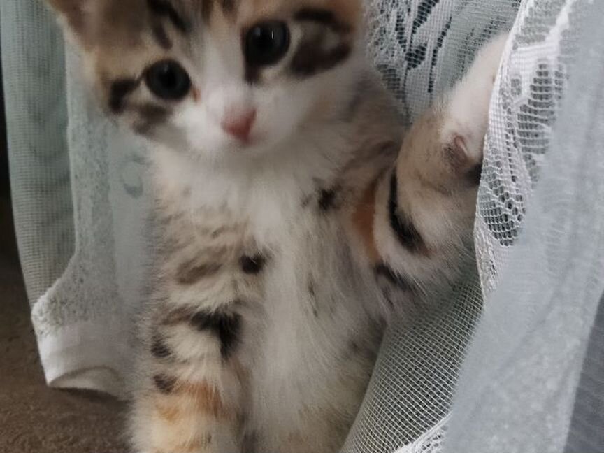 Котята, приученные к лотку