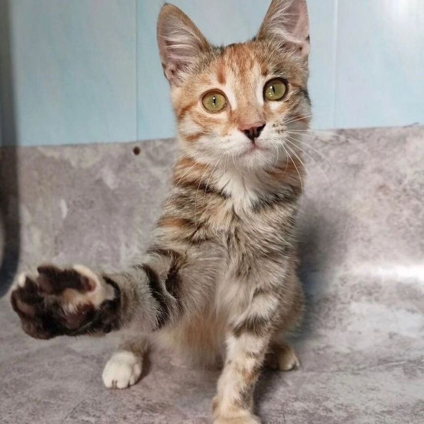 Котёнок Азиза