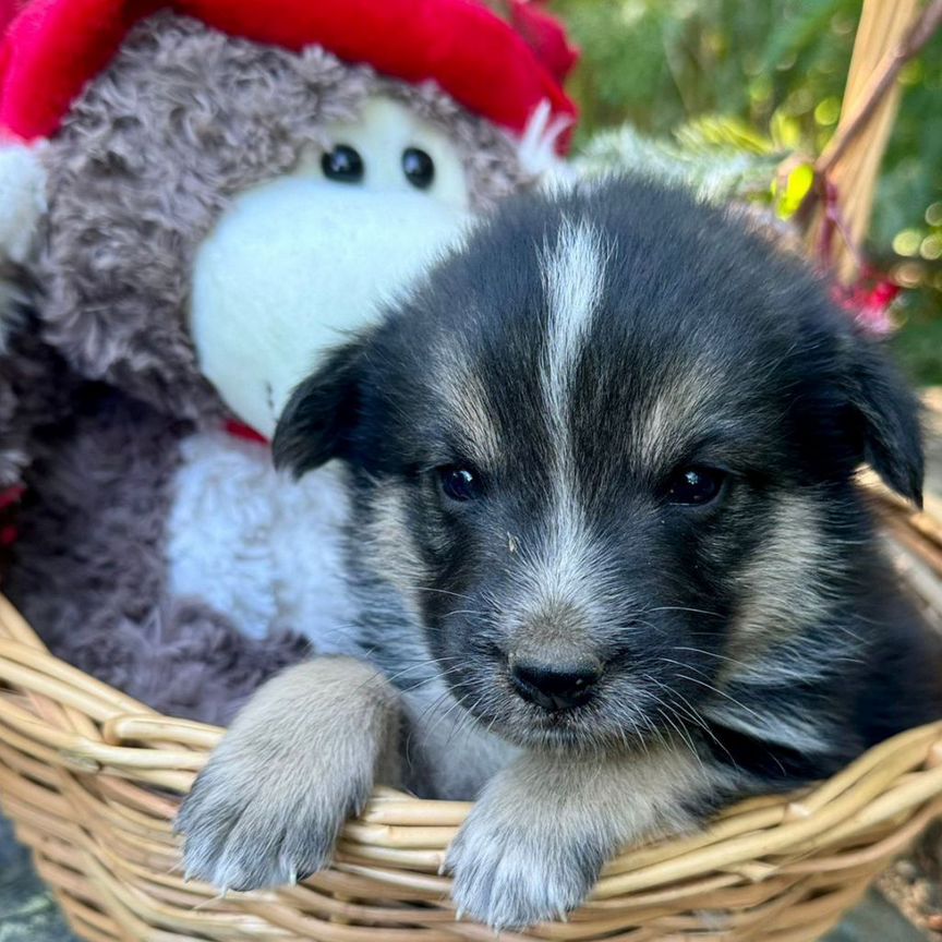 Щенок в добрые руки бесплатно