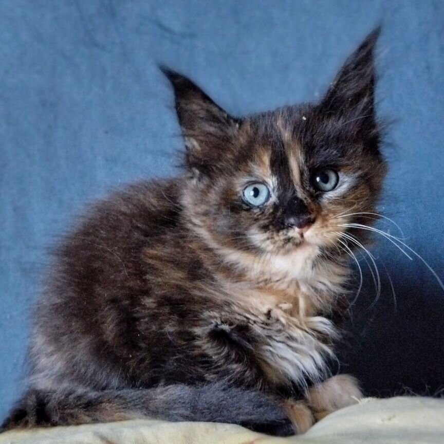 Мейн-кун (1,5 мес, кошечка)