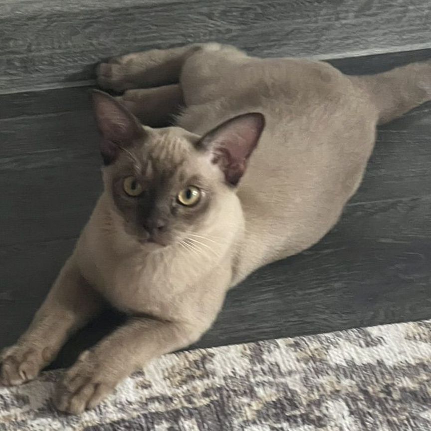 Бурманский котенок мальчик