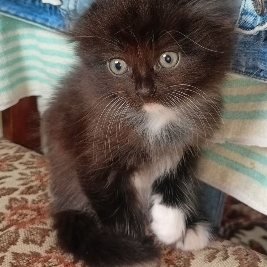 Кошка вислоухая