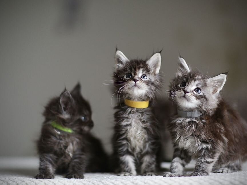 Котята мейн-кун 1.5 мес