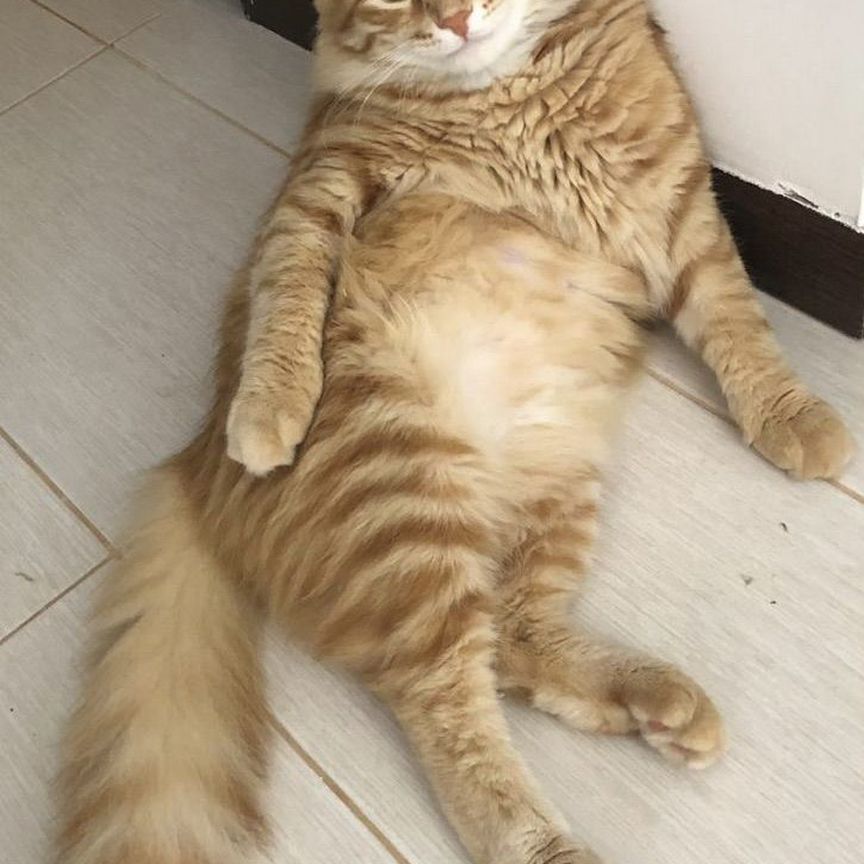 Рыжий кот Кекс