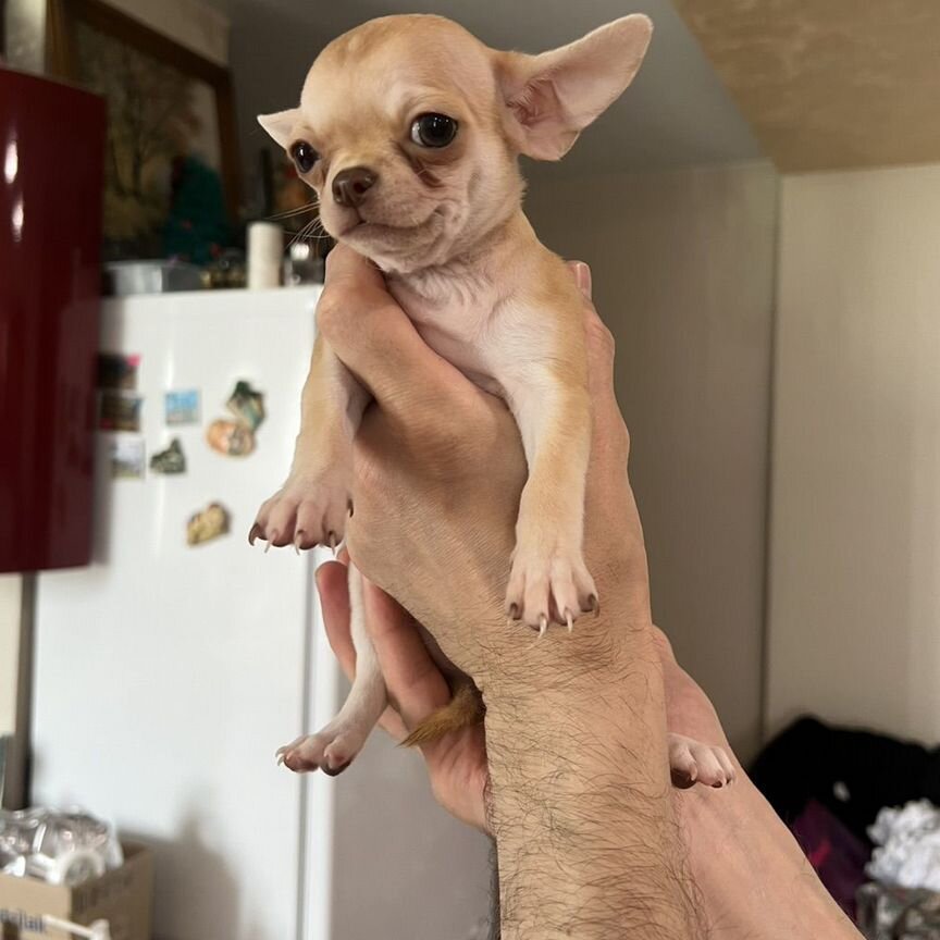Чихуахуа, щенок