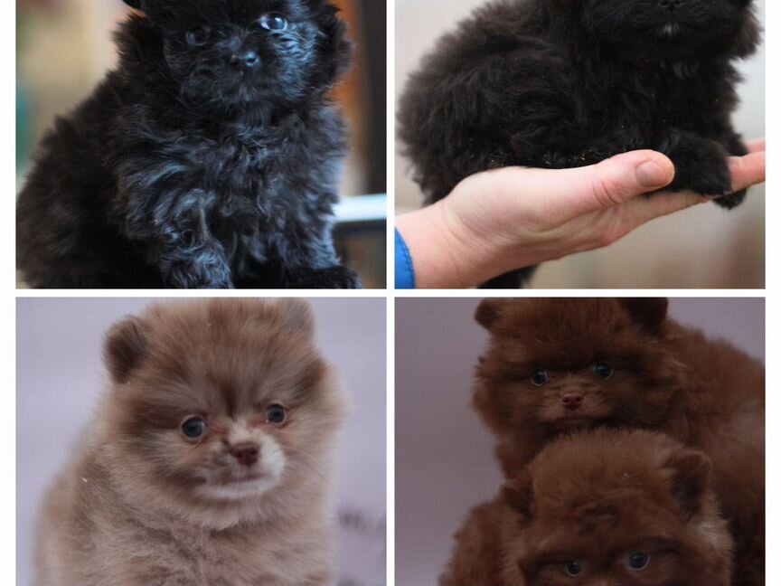 Девочки. Мраморная, шоколадная и черная