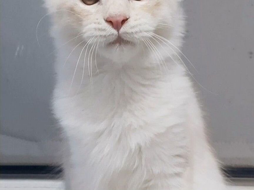 Котенок Мейн-кунчик