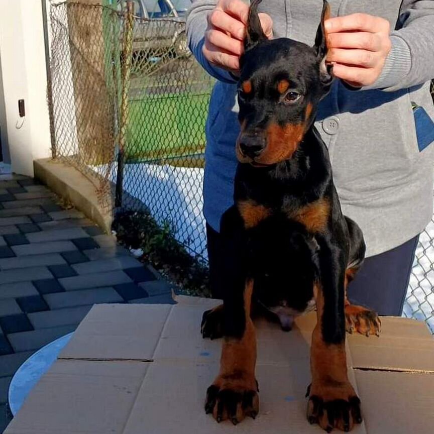 Доберман, щенок