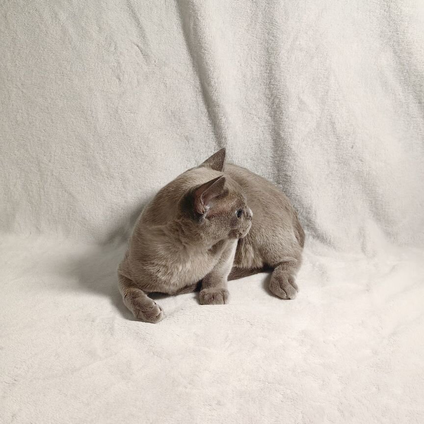 Бурманский кот
