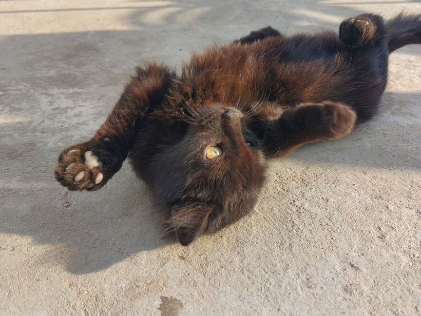 Котята в добрые руки бесплатно