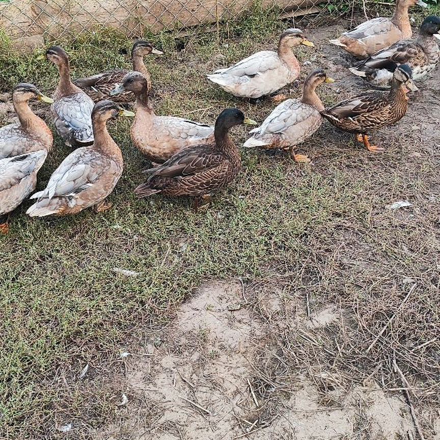 Подсадные утки чубарые