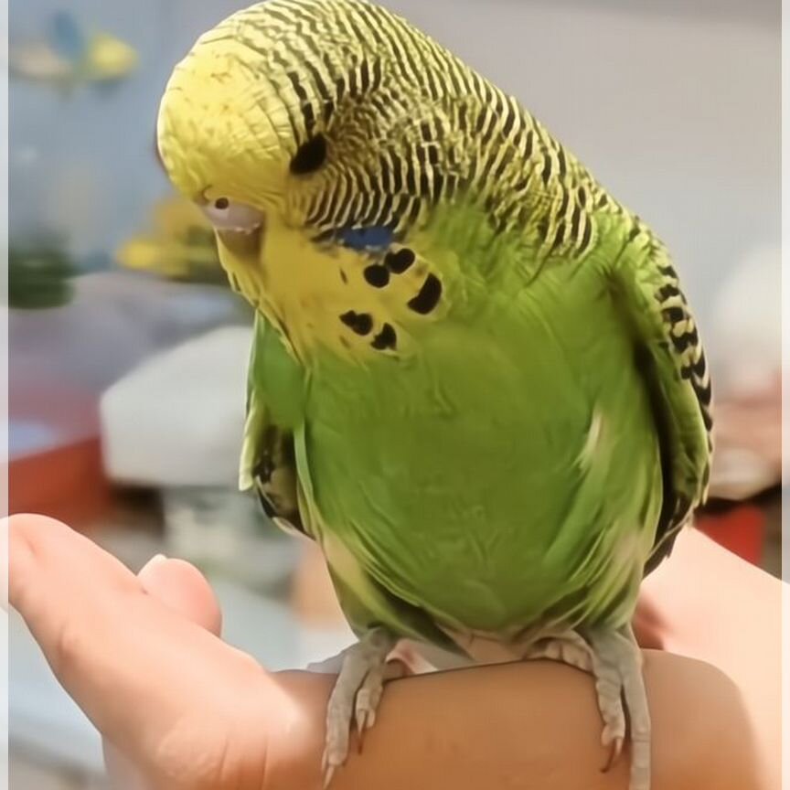 Волнистый попугай ввп чех Ручной
