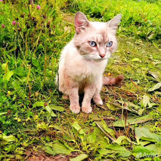 Котик тайской породы остался без дома