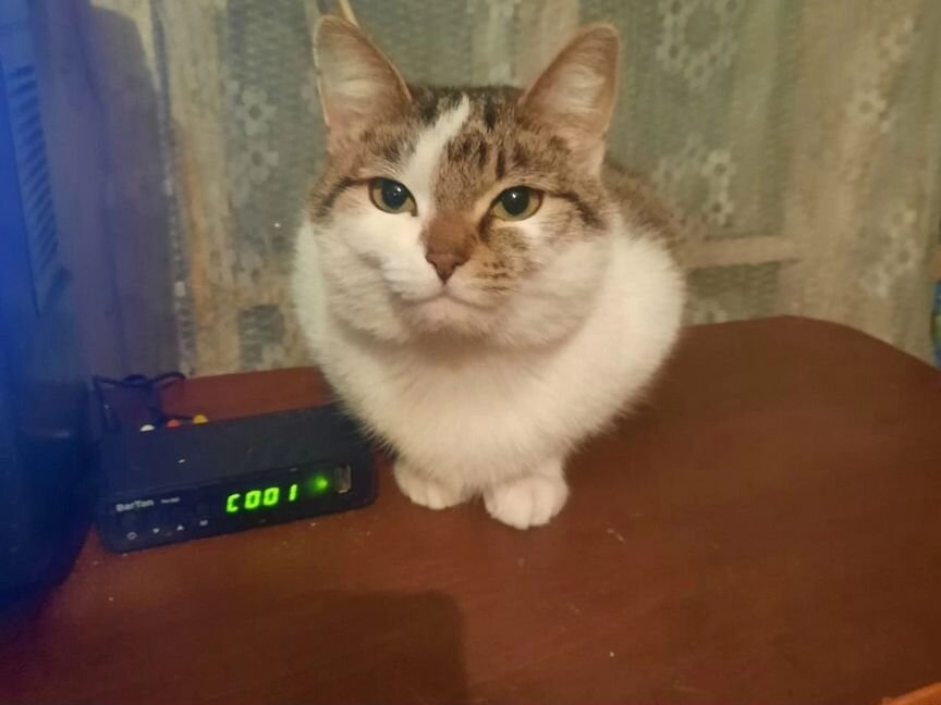 Кошка