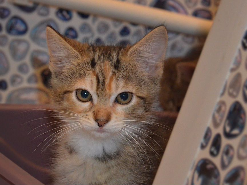 Котята в добрые руки Удивительная девочка