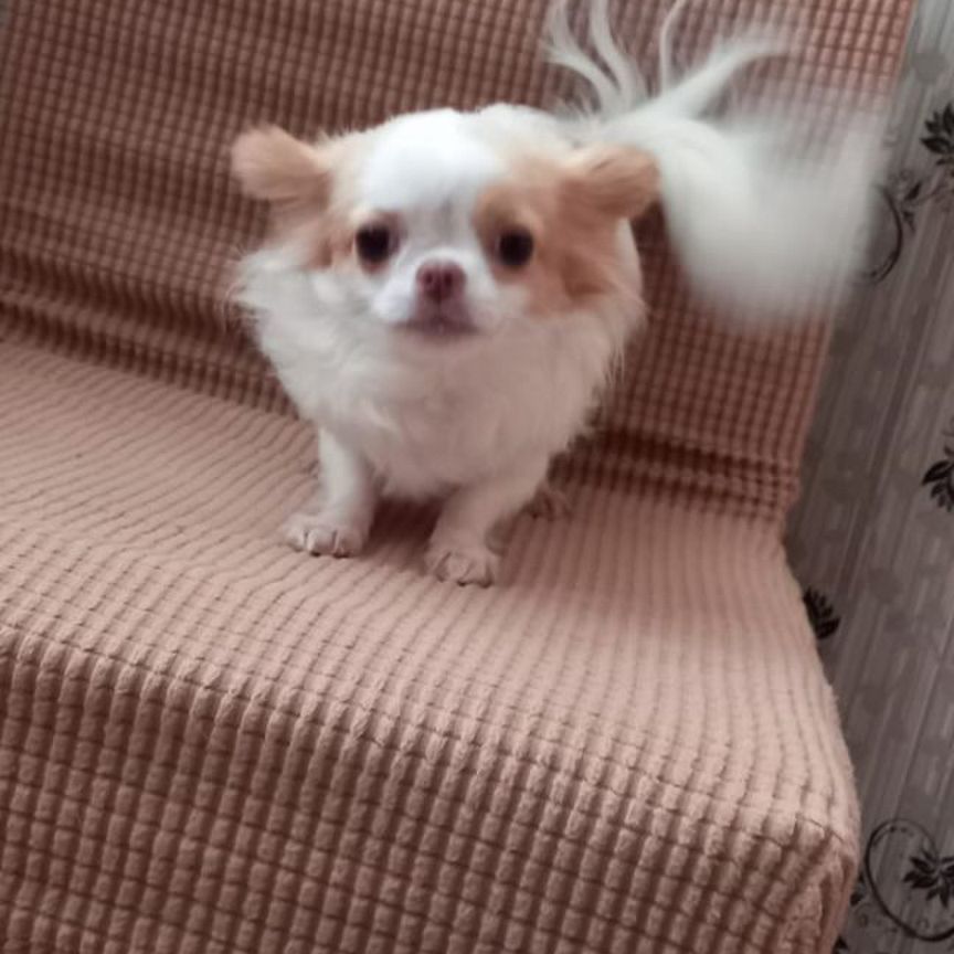 Чихуахуа мини