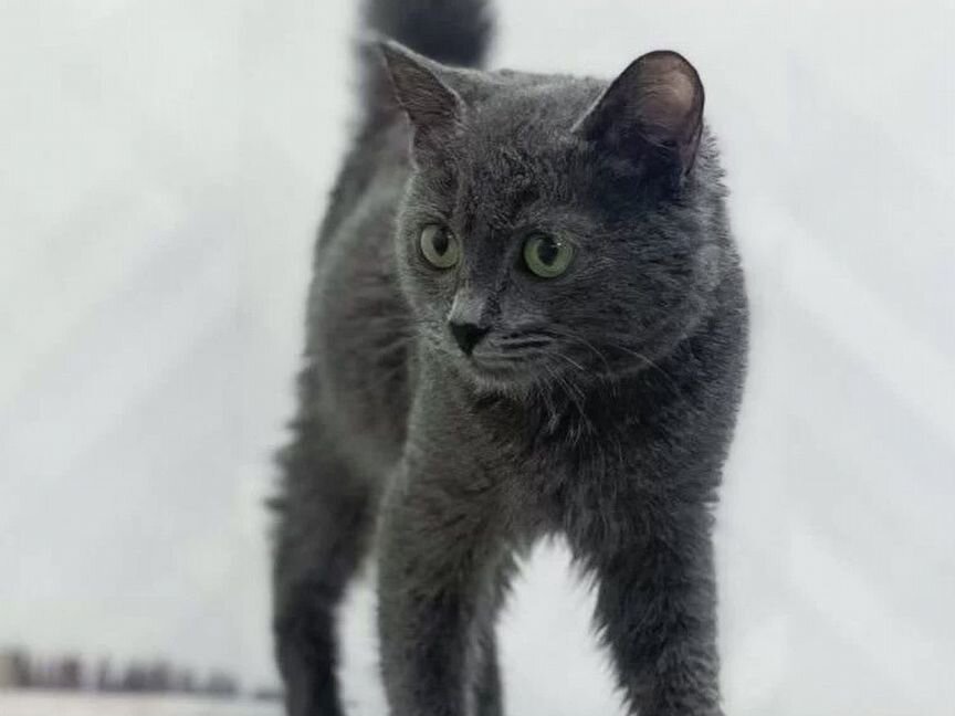 Котята метис русская голубая в добрые руки