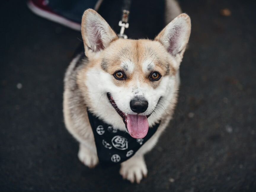 Вельш-корги пемброк вязка