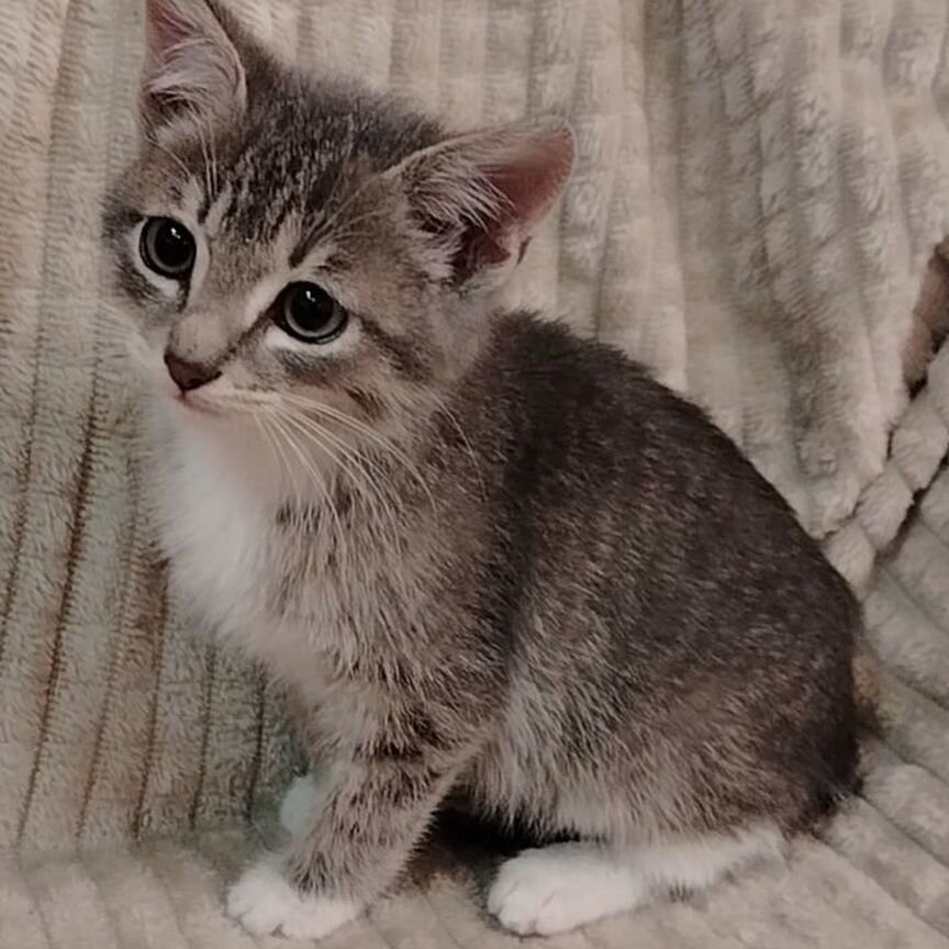 Котенок Филька 2 месяца с доставкой