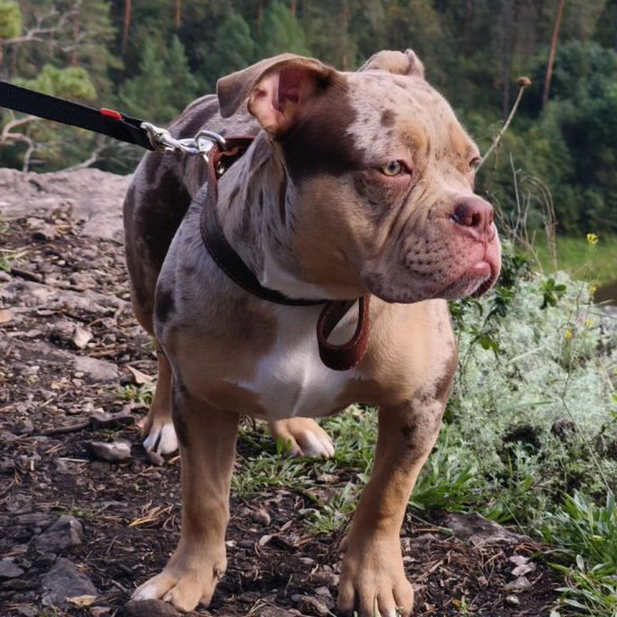 Американский булли, вязка