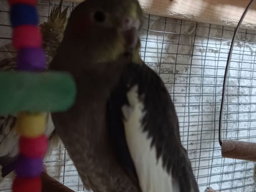 Попугай корелла птенец девочка