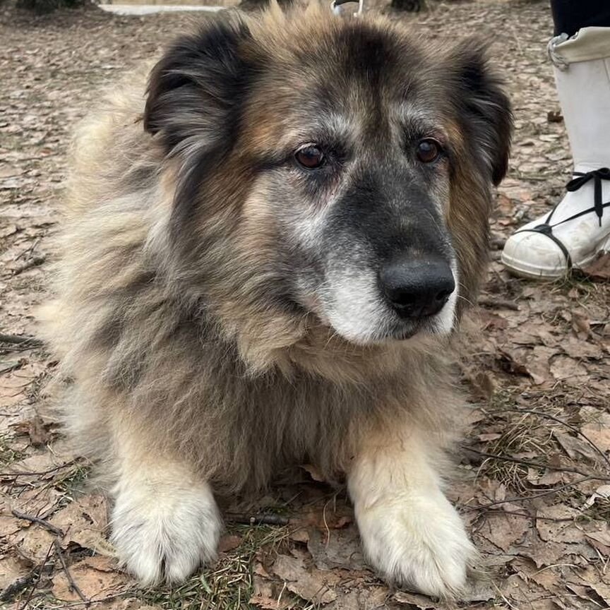 Ласковая и красивая Лиля пропадает в приюте