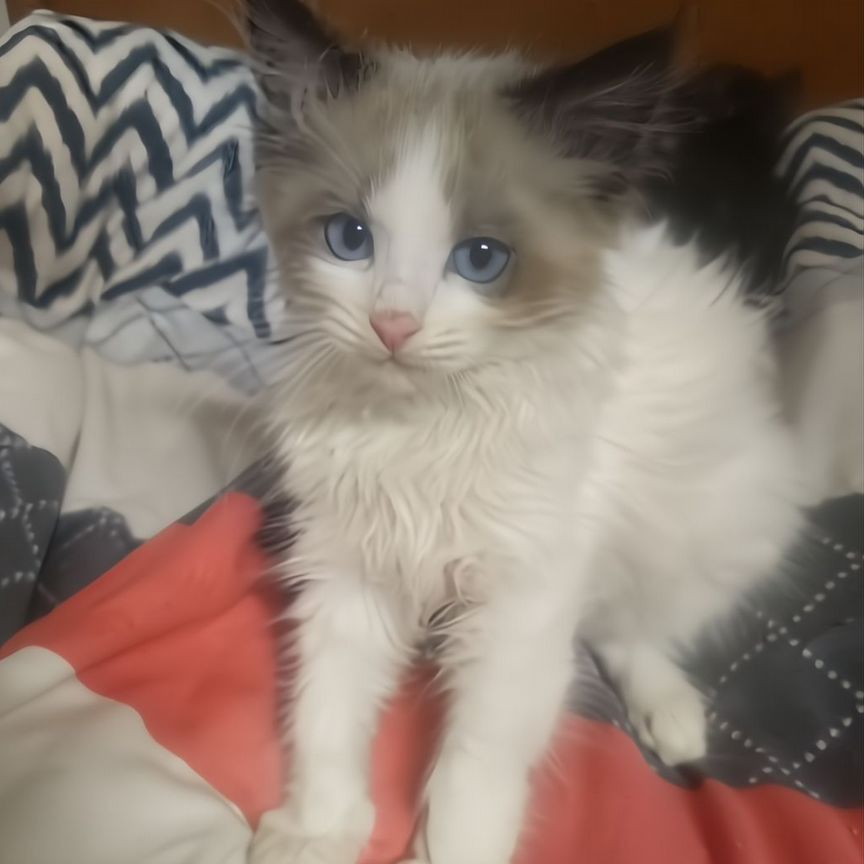 Рэгдолл котёнок