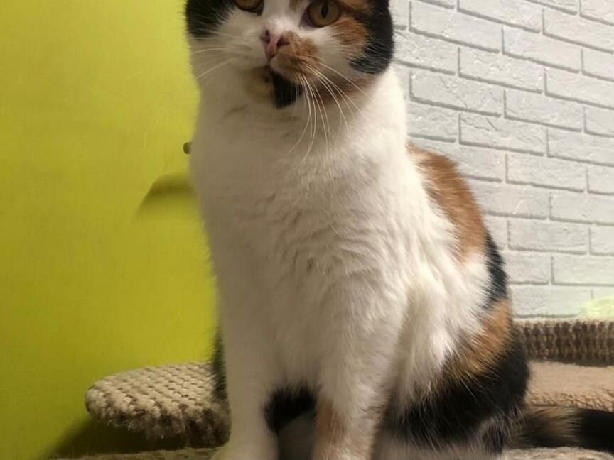 Трехцветная кошка