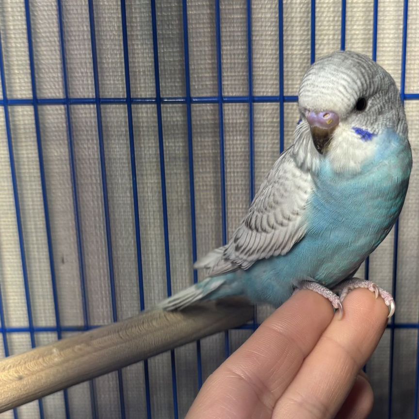 Волнистый попугай. Птенец из гнезда. Самец