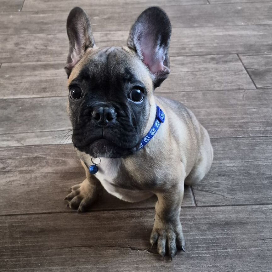 Французский бульдог, щенок