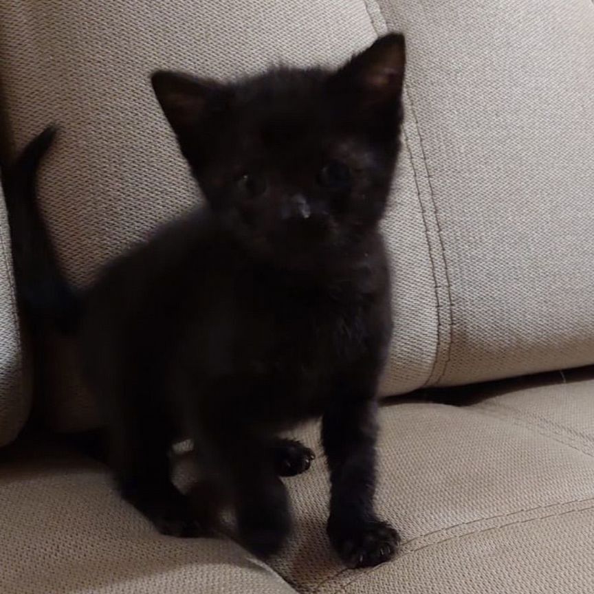 Котёнок чертёнок