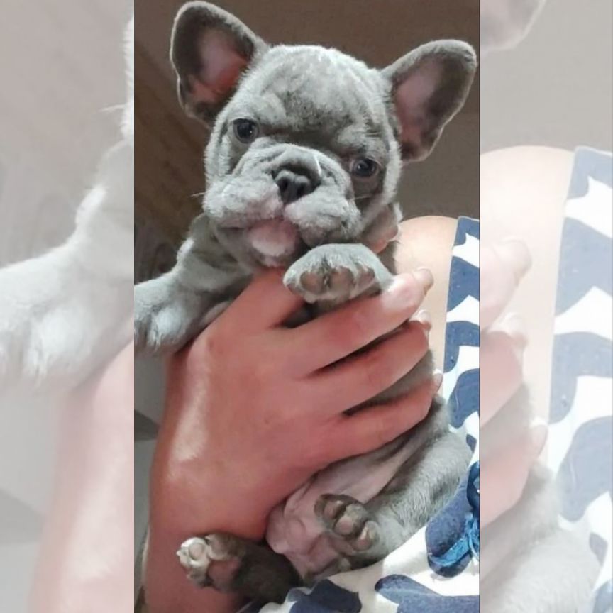 Французский бульдог, щенок