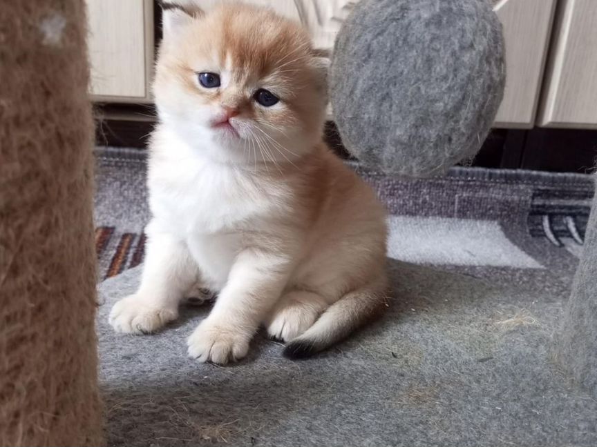 Шиншиллята котята