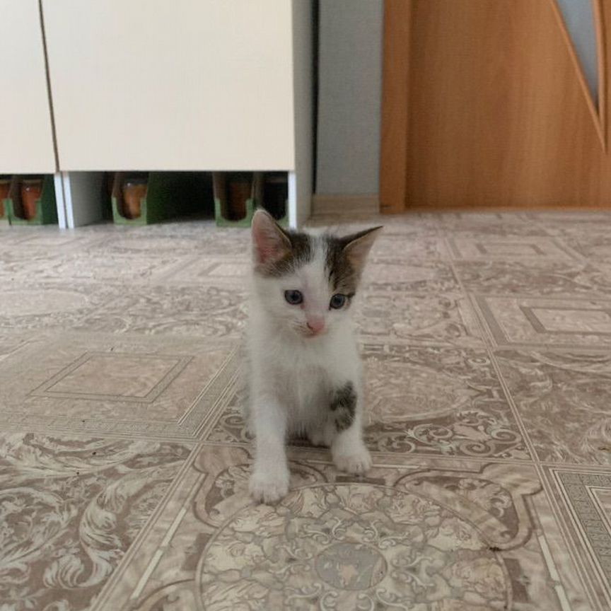 Котята в добрые руки бесплатно