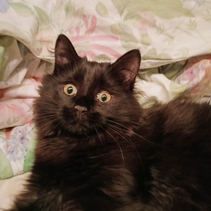 Черная кошечка 5 мес