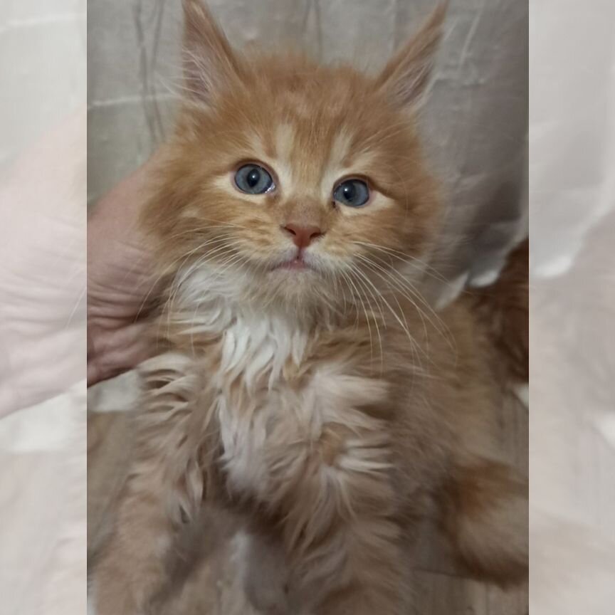 Мейн-кун котёнок