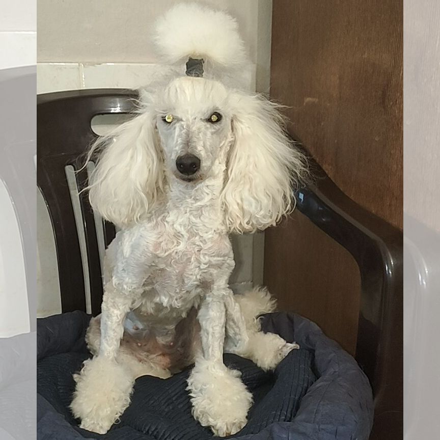 Пудель девочка 7 лет на диван