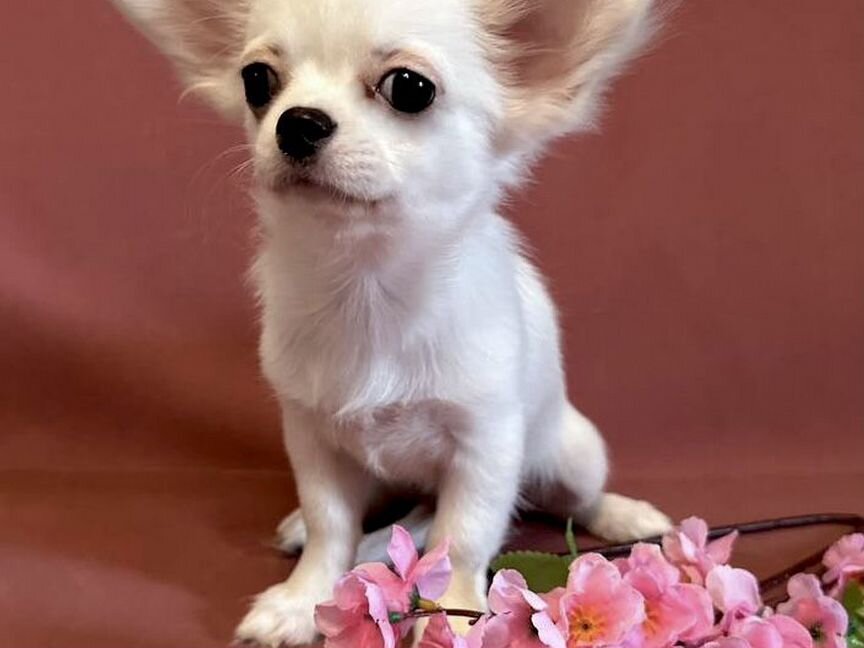 Мальчик чихуахуа, очаровательный малыш